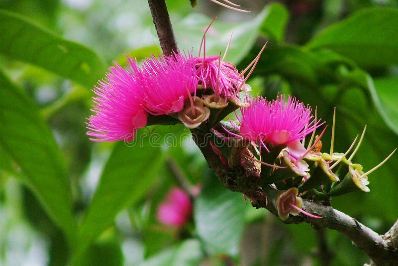 138 Pomarrosa Fotos de stock - Fotos libres de regalías de Dreamstime