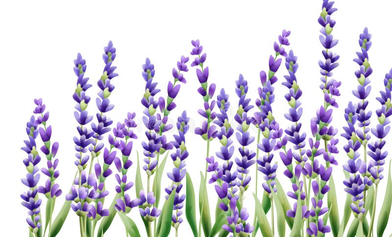 Flores De Lavanda En Fondo Blanco. Fondo Aislado Ilustración del Vector ...