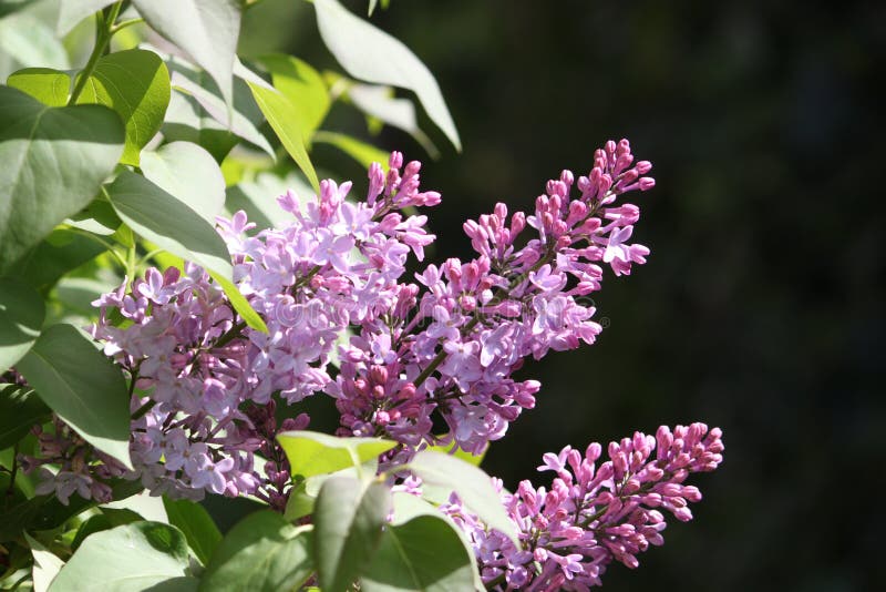 Flores de Lilo foto de archivo. Imagen de lilo, flor - 41538036