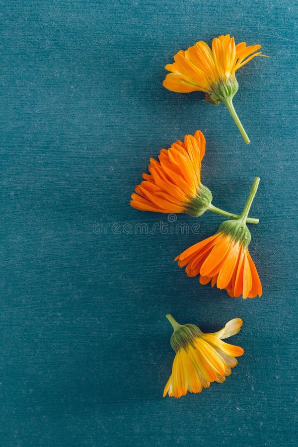Flores De Los Calendulas (officinalis Del Calendula) Foto de archivo ...