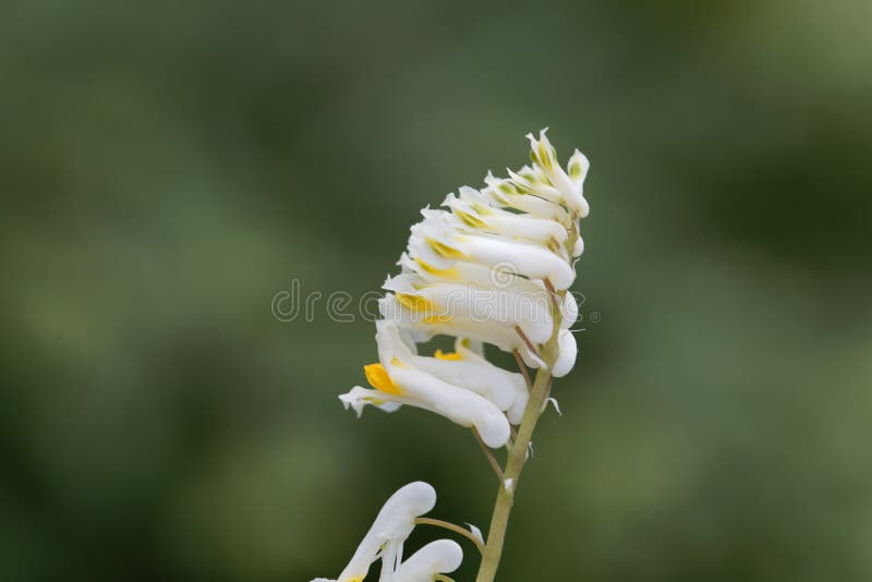 Flores De Los Capnoides Del Corydalis Foto de archivo - Imagen de ...