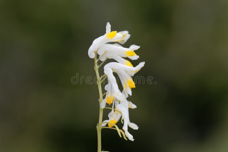 Flores De Los Capnoides Del Corydalis Foto de archivo - Imagen de ...
