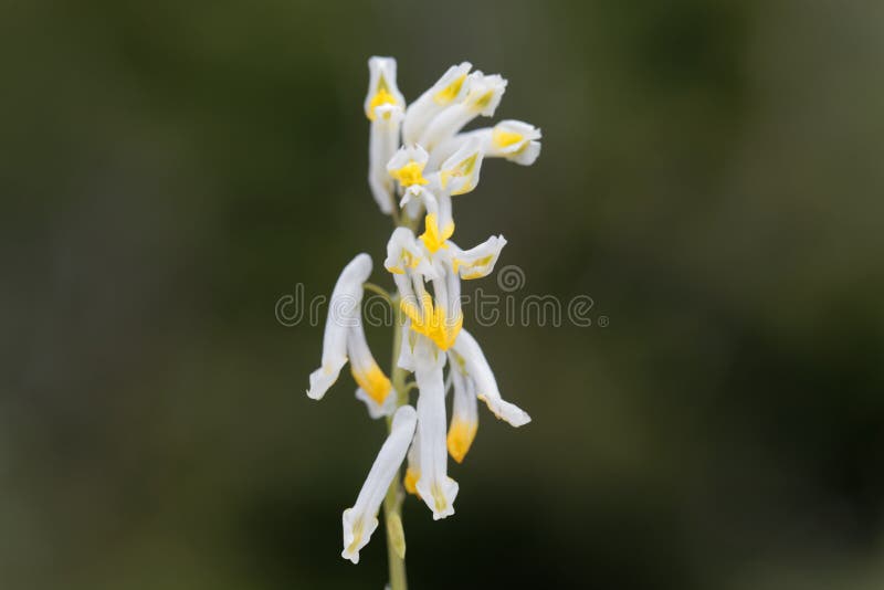 Flores De Los Capnoides Del Corydalis Imagen de archivo - Imagen de ...