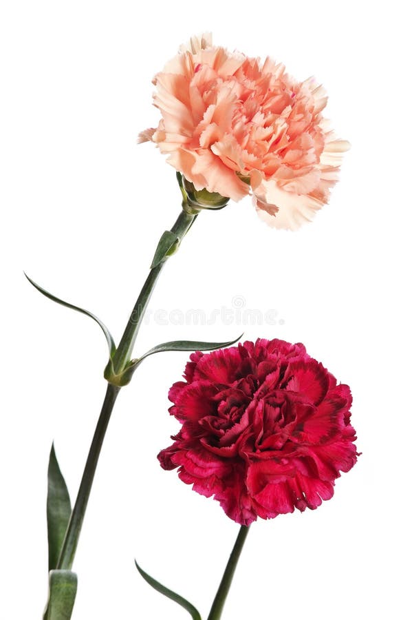 Dos claveles foto de archivo. Imagen de color, belleza - 16985410