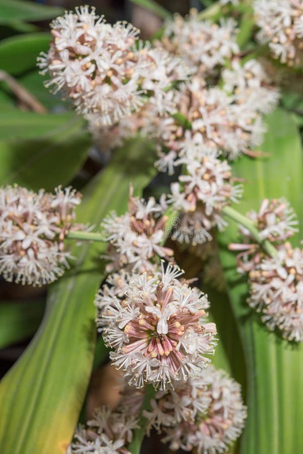 Flores De Los Fragrans Del Dracaena Imagen de archivo - Imagen de ...