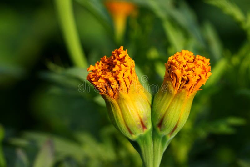 Flores de marioro foto de archivo. Imagen de primer - 156457318
