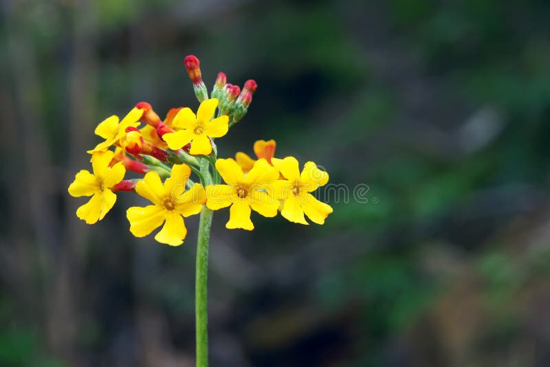 Flores de Maximowiczii foto de archivo. Imagen de salvaje - 32964624