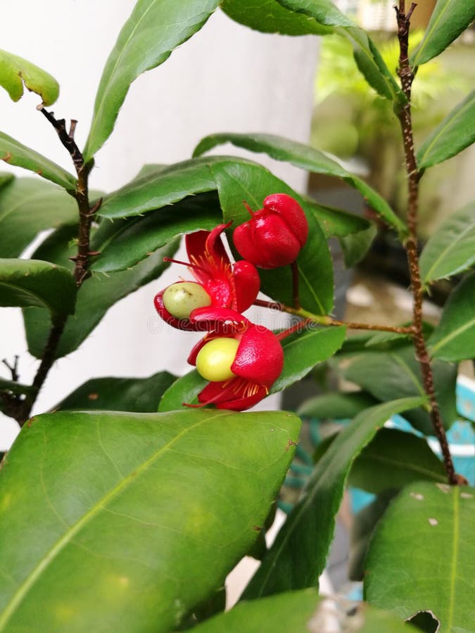 Flores de Mickey Mouse foto de archivo. Imagen de primer - 100246886