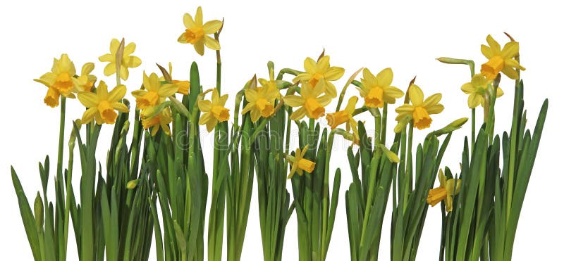 Flores de narciso amarillo imagen de archivo. Imagen de planta - 253907363