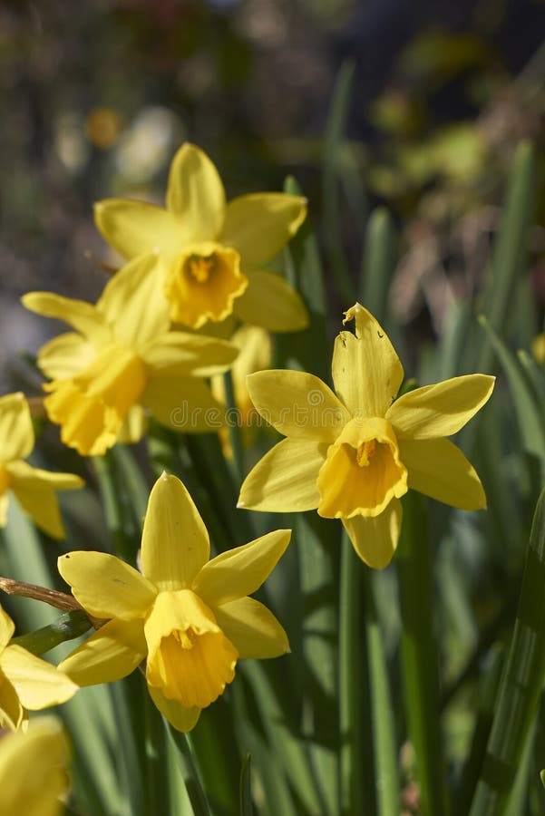 199 Narciso Enano Fotos de stock - Fotos libres de regalías de Dreamstime