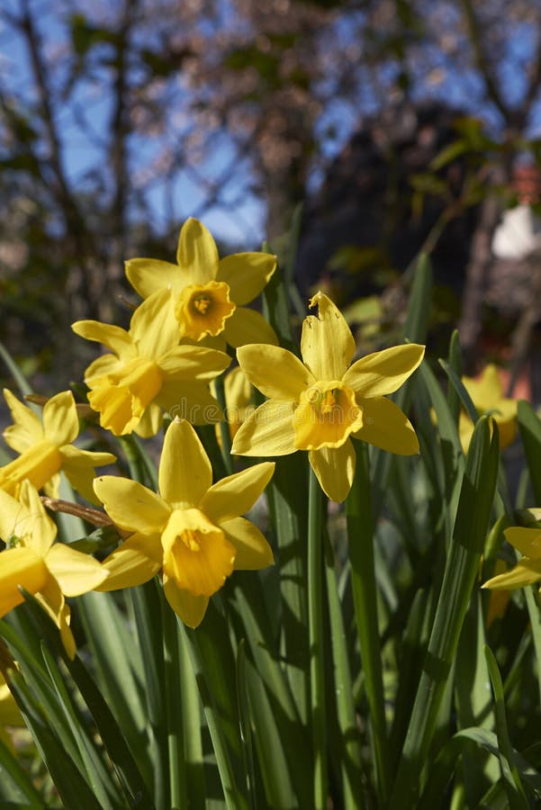 127 Narciso Enano Fotos - Libres de Derechos y Gratuitas de Dreamstime