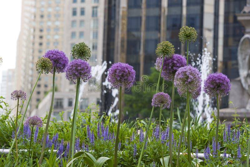 Flores de Nueva York foto de archivo. Imagen de fuente - 16059716
