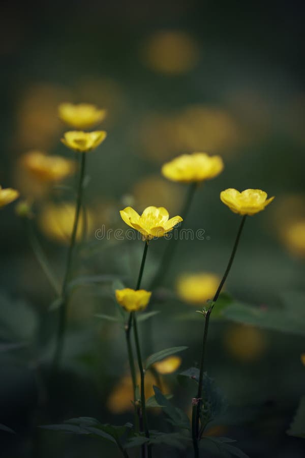 Flores de Paigle no prado imagem de stock. Imagem de flores - 31729817