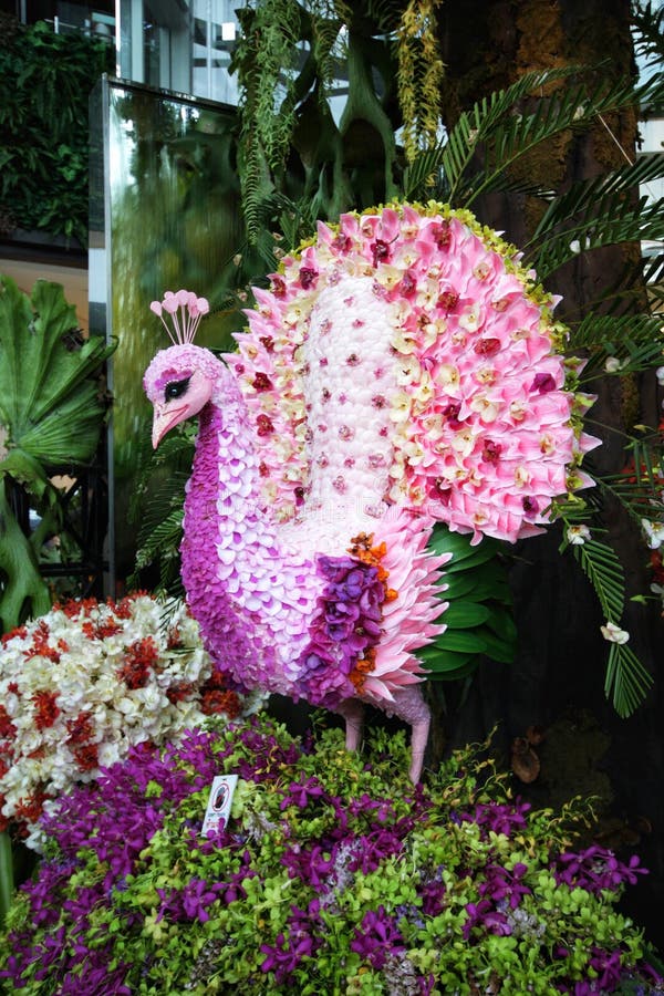 Flor De Pavo Real En El Primer Plano De La Flor De La Cresta Del Pavo