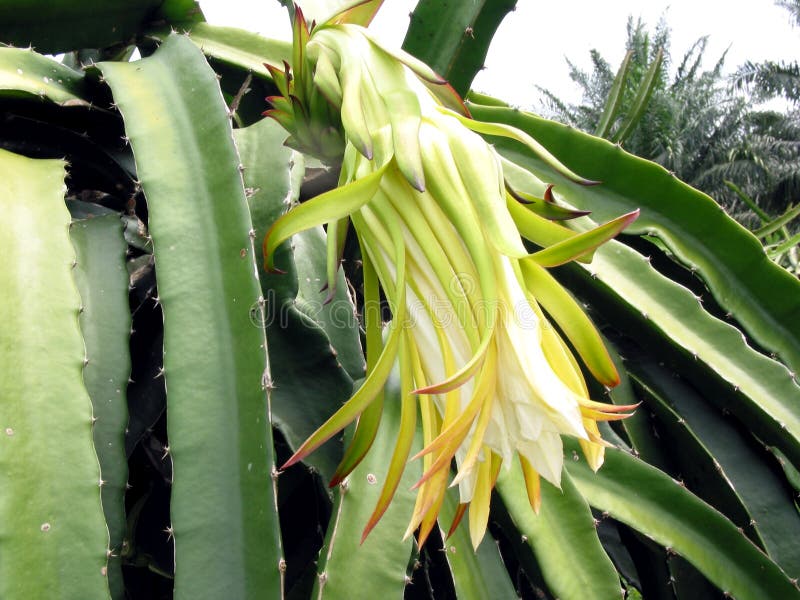 Flores de Pitaya imagen de archivo. Imagen de cacto, amarillo - 92441775