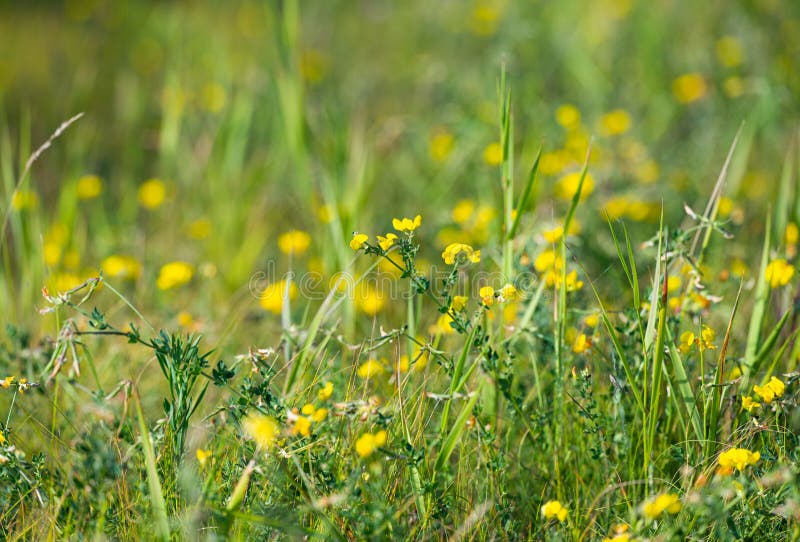 Flores De Pradera Floreciendo En La Pradera En Verano Foto de archivo ...