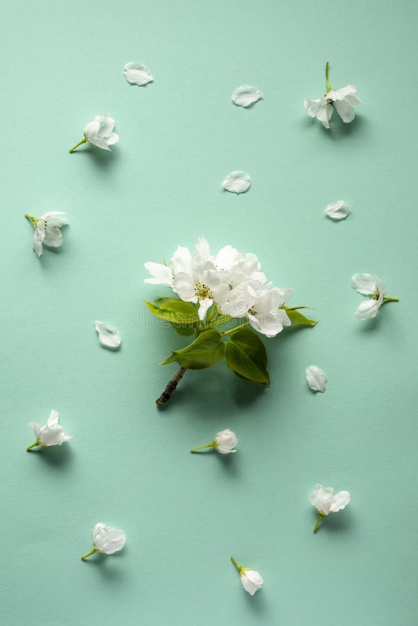 Flores De Flores Sobre Fondo Turquesa. Primavera. Espacio De Copia ...