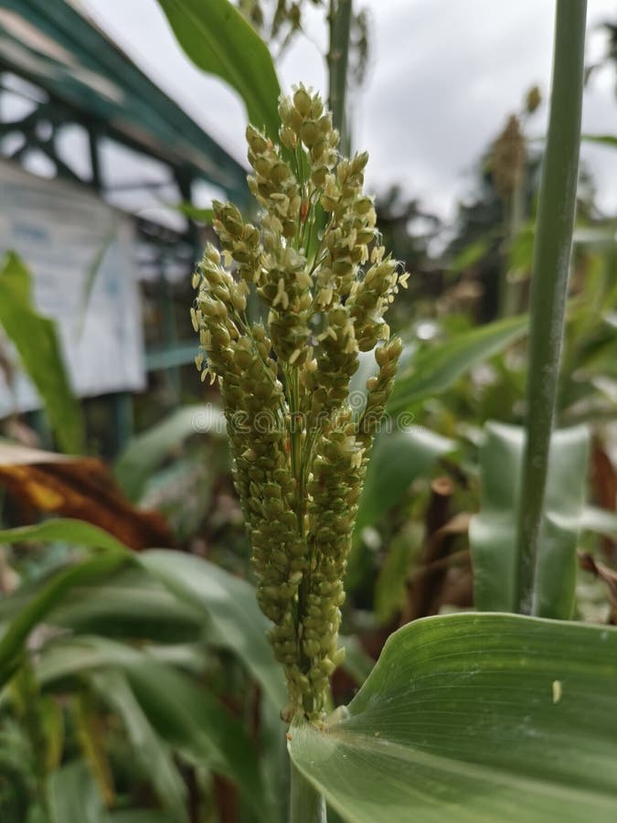 Flores de sorgo foto de archivo. Imagen de planta, granjero - 266532780