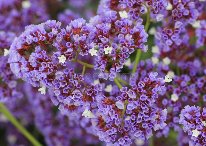 Flores de Statice foto de archivo. Imagen de flor, blanco - 63419326