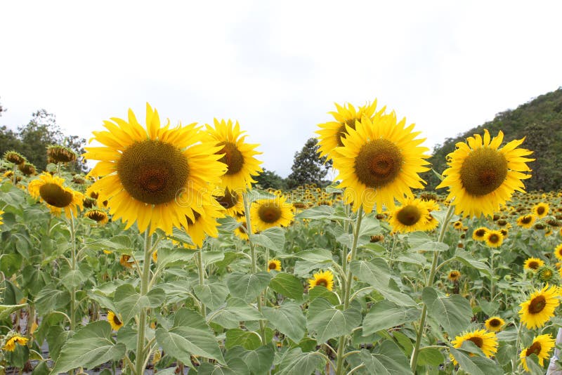 Flores de Sun imagen de archivo. Imagen de flores, primer - 55833647