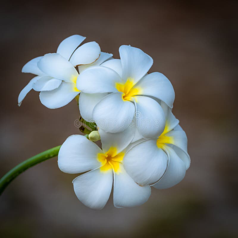 162 Flor De Tiare Fotos de stock - Fotos libres de regalías de Dreamstime