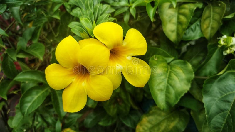 Flores de trompeta dorada imagen de archivo. Imagen de arbusto - 271380421