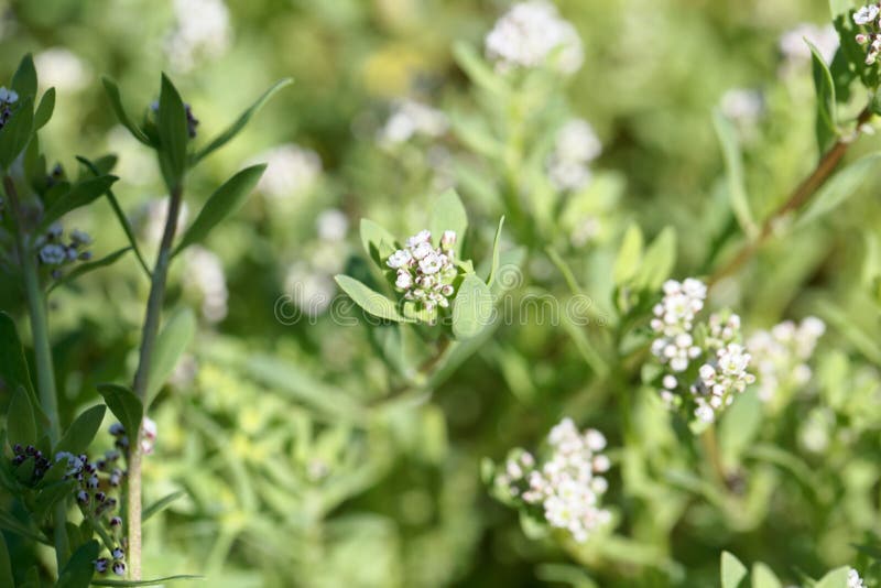 Flores De Uma Corrigiola Litoralis Foto de Stock - Imagem de arbusto ...