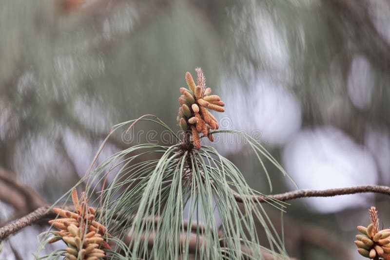 Flores De Un Patula Del Pinus Del Pino De Patula Imagen de archivo ...