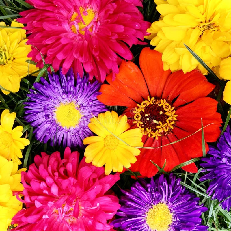 Flores de varios colores foto de archivo. Imagen de amarillo - 272449532