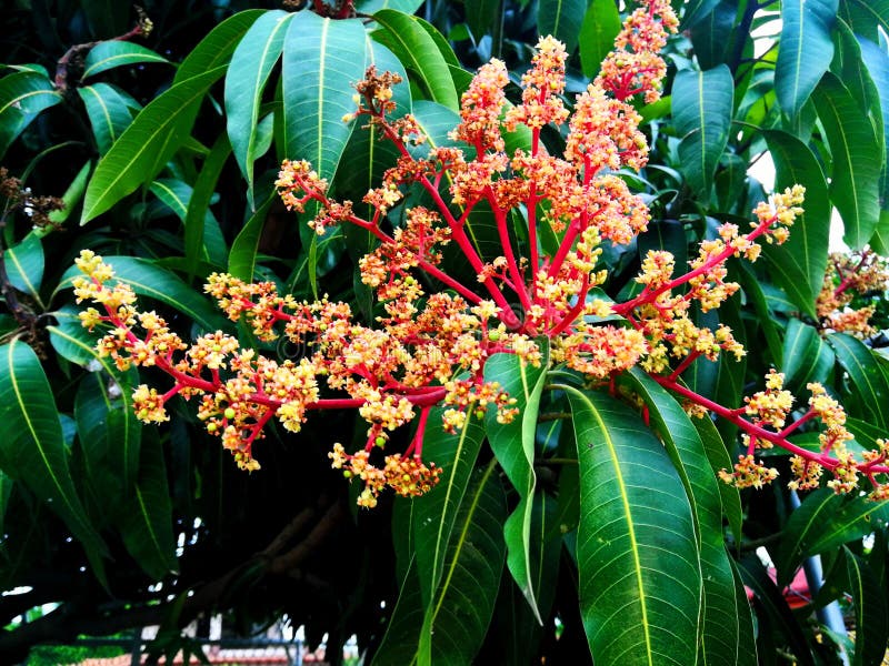El Mango Florece En El árbol En La Ciudad De Kep, Camboya Imagen de ...