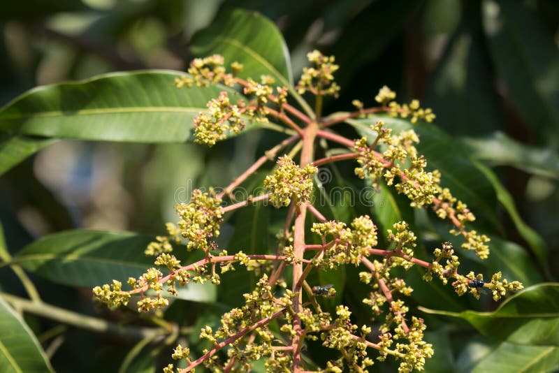 Flores del mango imagen de archivo. Imagen de farmland - 7573151