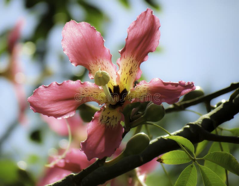 Flores Del árbol De Seda De La Seda. Imagen de archivo - Imagen de rosa ...