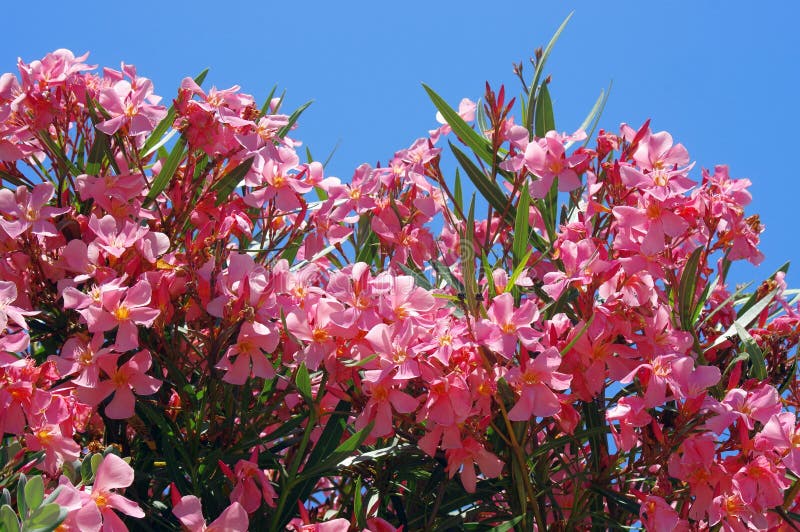Flores del adelfa foto de archivo. Imagen de hojas, adelgazar - 55811146