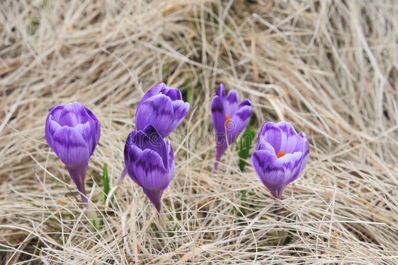 Flores de azafrán - 2 foto de archivo. Imagen de tres - 14584058