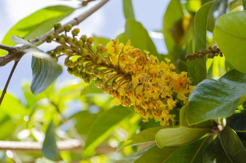 Flores Del Byrsonima Crassifolia Foto de archivo - Imagen de dorado ...