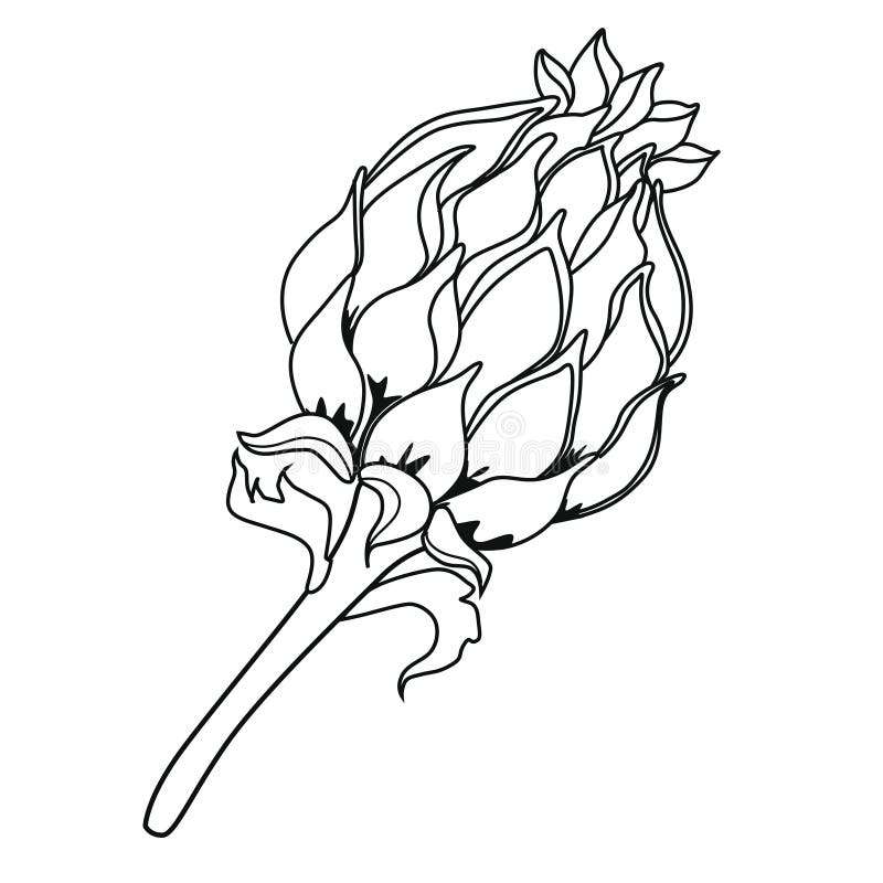 Flores Del Cardo Libro De Colorante Ilustración del Vector ...