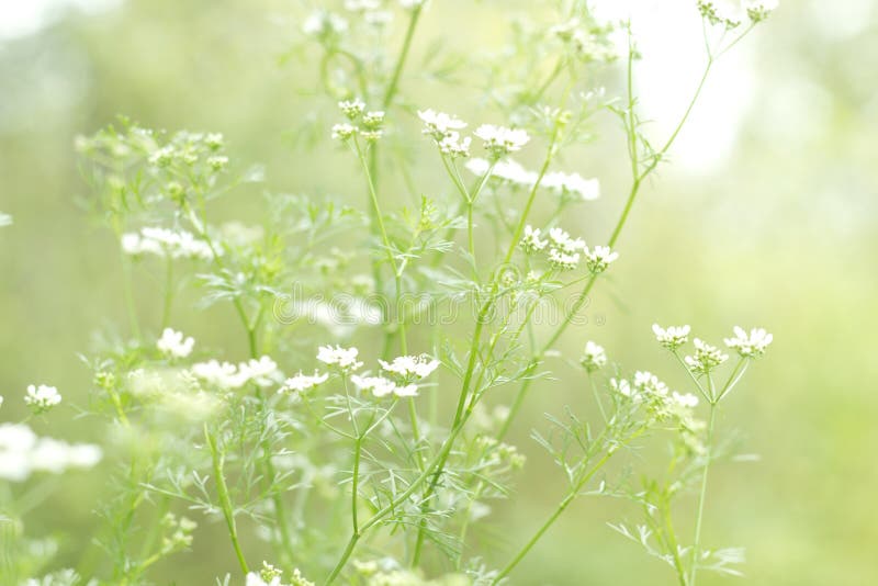 Flor del Cilantro imagen de archivo. Imagen de alimento - 25230833