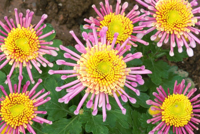 Flores del crisantemo imagen de archivo. Imagen de pétalo - 66917959