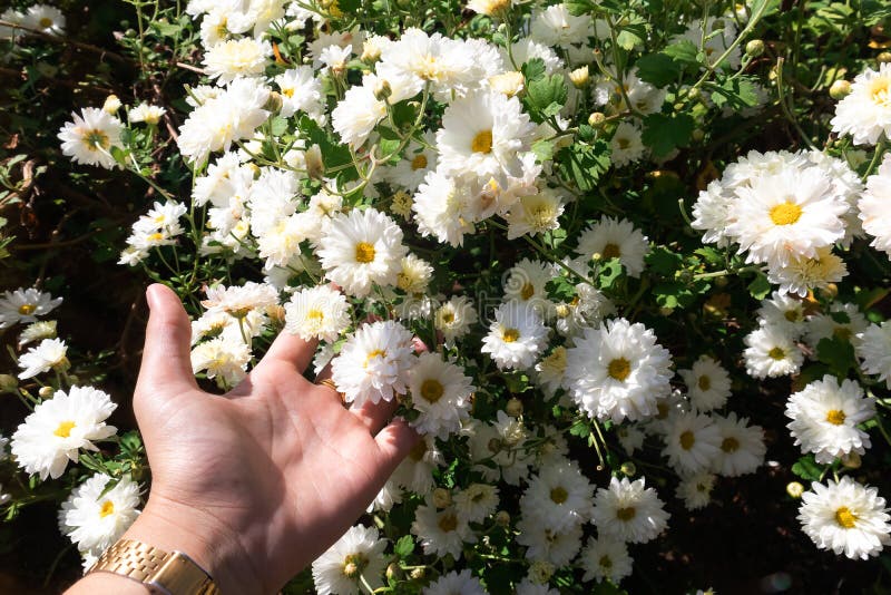 Flores Del Crisantemo Con Las Hojas Verdes Foto de archivo - Imagen de ...