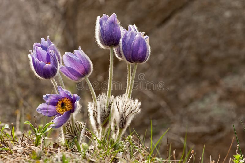 Flores Del Este Del Pasqueflower Imagen de archivo - Imagen de flora ...