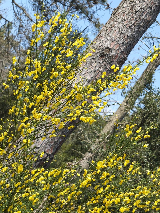 Flores del Ginestra foto de archivo. Imagen de tejedor - 40270878