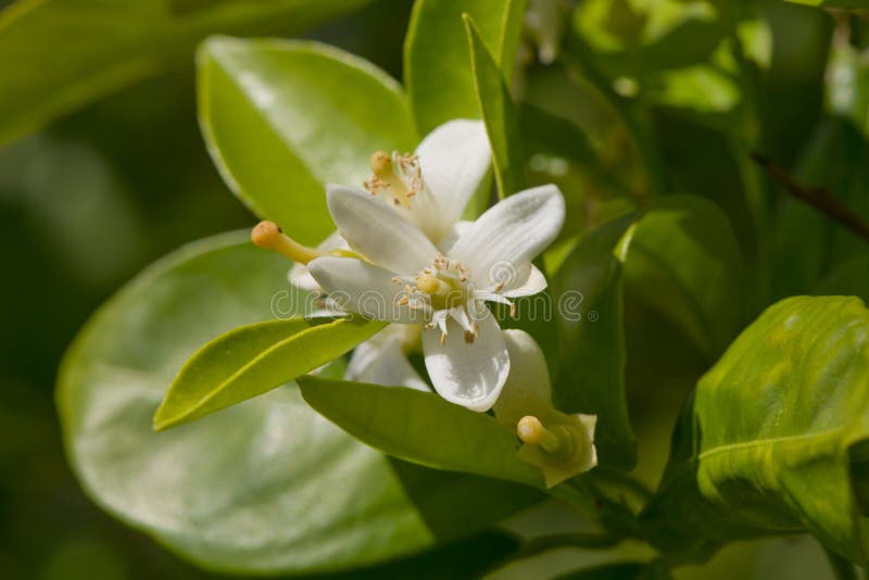 Flor De La Planta De La Coca Foto de archivo - Imagen de flor ...