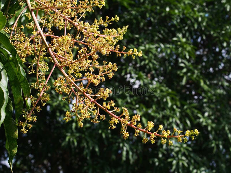 El Mango Florece En El árbol En La Ciudad De Kep, Camboya Imagen de ...