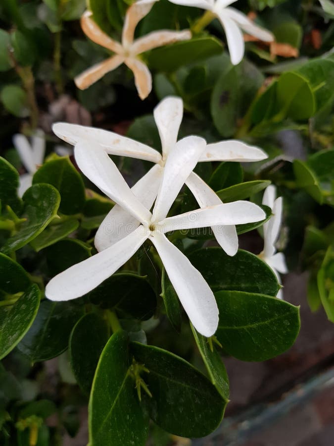 Flores Del Metacarpa Del Carissa Imagen de archivo - Imagen de flores ...
