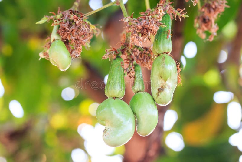 473 árbol Del Anacardo Fotos - Libres de Derechos y Gratuitas de Dreamstime