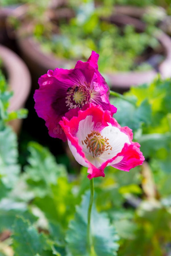 Flores Rojas Del Opio En Las Hojas Verdes Imagen de archivo - Imagen de ...