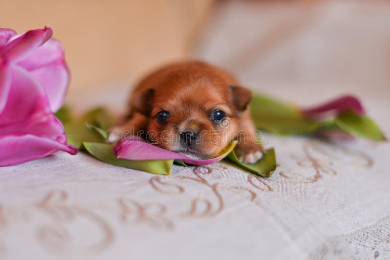 Flores del perrito foto de archivo. Imagen de sano, bebé - 111984452