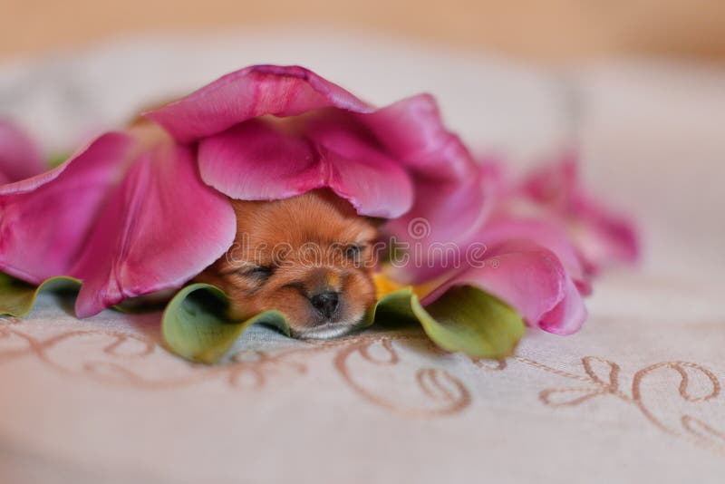 Flores del perrito foto de archivo. Imagen de canino - 112069056