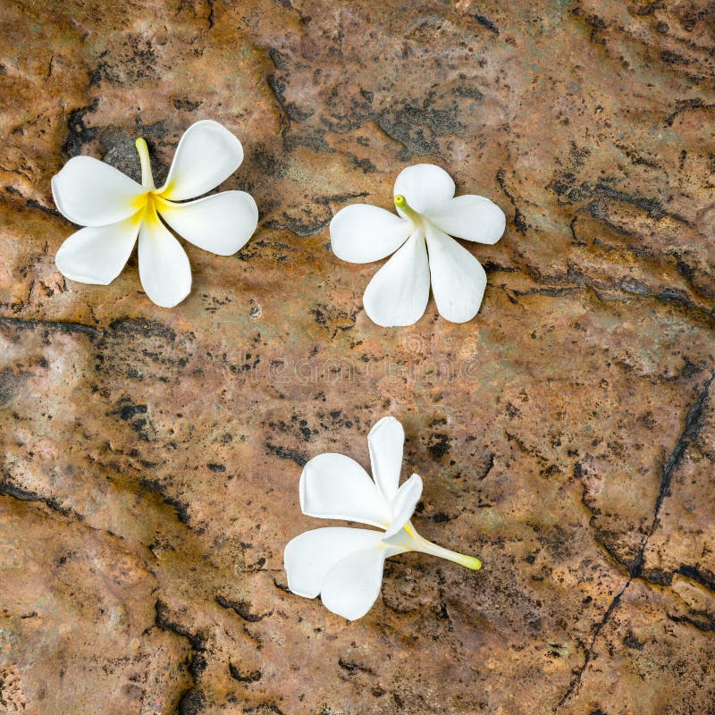 Flores en una roca foto de archivo. Imagen de paisaje - 184859450