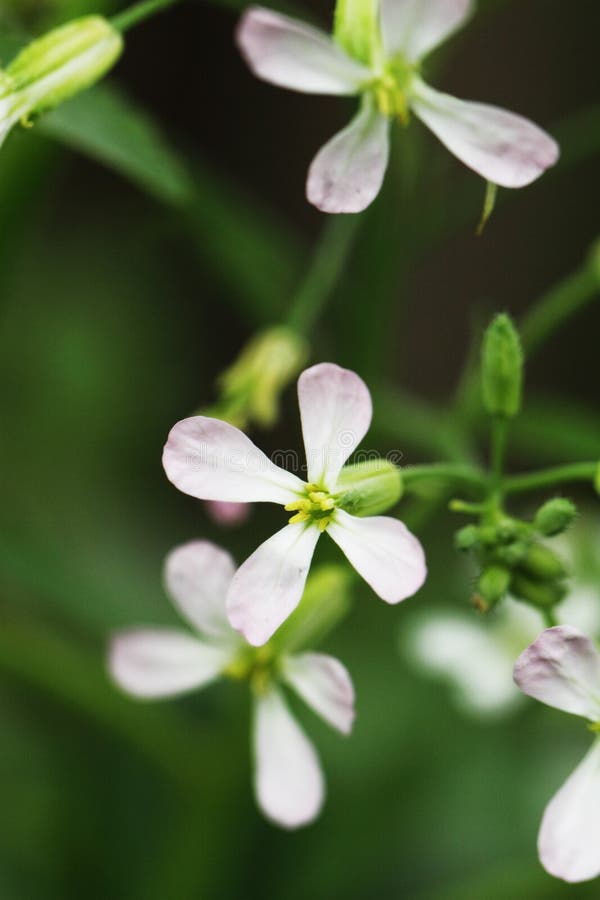 Flor del Cilantro imagen de archivo. Imagen de alimento - 25230833